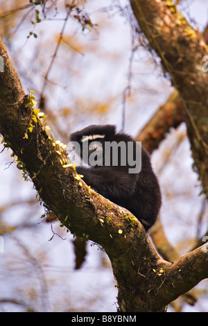 Hoolock Gibbon (Bunopithecus hoolock), male on the tree canopy ...