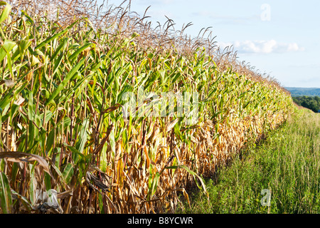 Corn plants that are ready to be harvested, corn is one of the plants ...