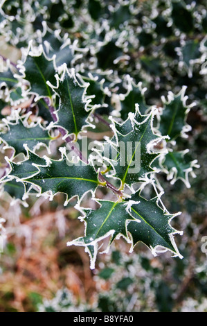 Frozen Holly trees in the British countryside during the cold weather ...