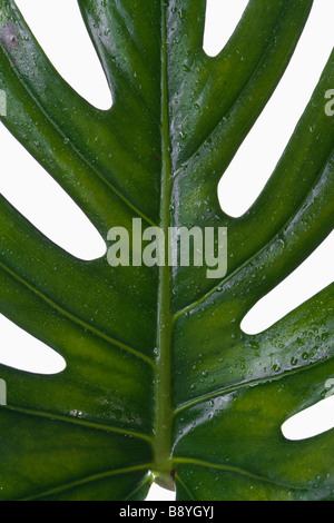 Vertical shot of a green plant potted in a clay vase on a blurred ...