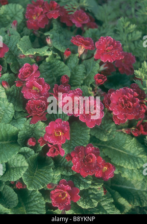 Primrose (Primula vulgaris Marie crousse) close up of double flower ...