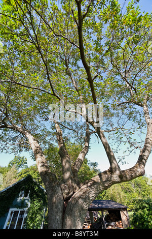 A vertical low angle of a leafy tree with green and red leaves, autumn ...