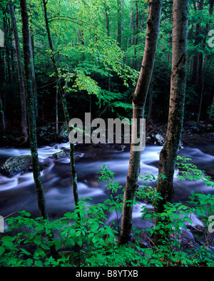 Little River, Great Smoky Mountains National Park, Tennessee Stock ...