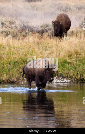 Buffalo or bison herd swim, wade, and walk from one side of the ...
