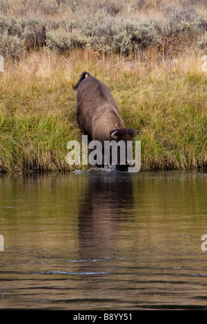 Buffalo or bison herd swim, wade, and walk from one side of the ...
