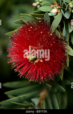 Flowers of New Zealand Southern Rata brighten the day for visitors to ...