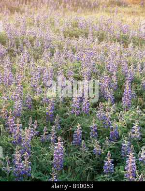 Texas Bluebonnets, Washington County, Texas Stock Photo - Alamy