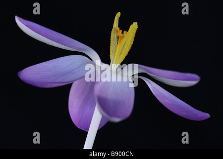 Crocus flower. Lonely purple crocus flower blooming in autumn Stock ...