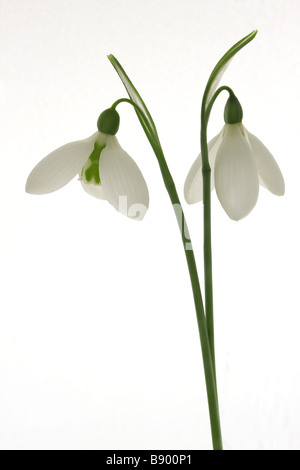 Abstract single snowdrop Stock Photo - Alamy