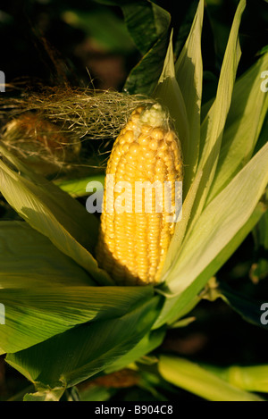 Sweet corn growing. Ripe yellow corn ear on the corn plant to estimate ...