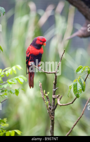 Violet-necked lory (Eos squamata) in Morotai Island, Indonesia Stock ...