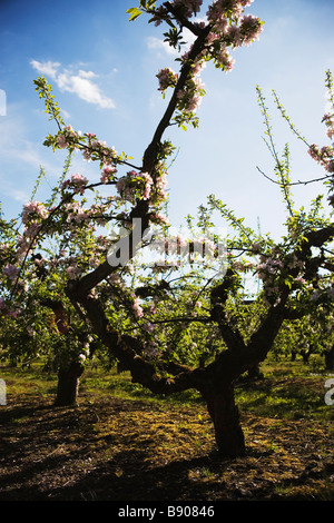 Apple-trees, Skane, Sweden Stock Photo - Alamy