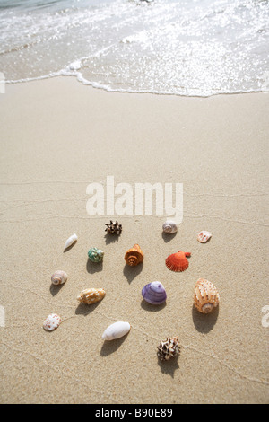 Sea shells - a variety of sea shells from the beach. Shells, sea ...