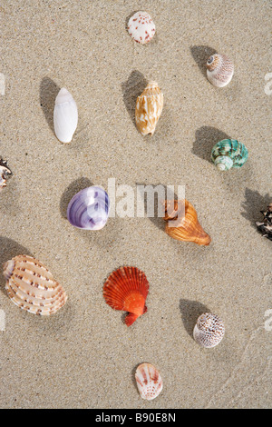 A top view of seashells on the beach in grayscale Stock Photo - Alamy