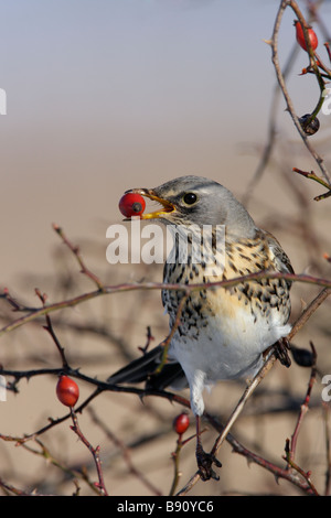 Fieldfare with berries Stock Photo - Alamy