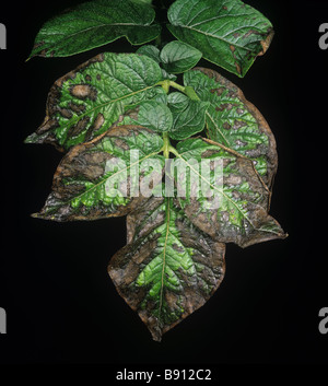Potato leaf necrosis magnesium deficiency due to excessive potassium ...