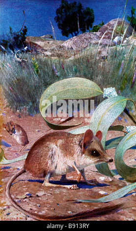 Kultarr (Antechinomys laniger Stock Photo - Alamy