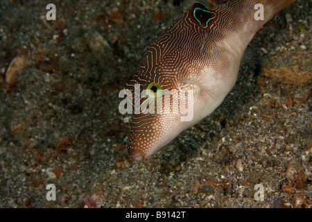 Fingerprint Toby (Canthigaster compressa), Lembeh Strait, North ...
