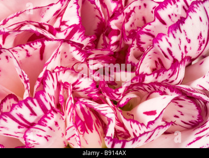 A dark red and white varigated Carnation close up Stock Photo - Alamy