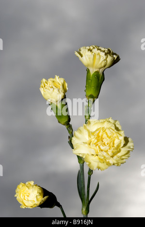 Cream carnation flower Stock Photo - Alamy