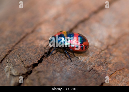 Ground Shield bug 'Choerocorisn paganus' from Amber's Gully South ...