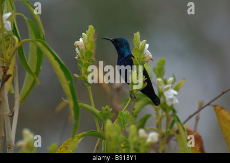 Purple Sunbird (Cinnyris asiatica) on a branch in nature, Thailand ...