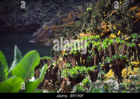 Lake Kitandara, Ruwenzori Mountains, Uganda, Africa Stock Photo - Alamy