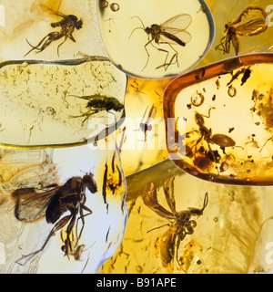 INSECTS TRAPPED IN AMBER Stock Photo - Alamy