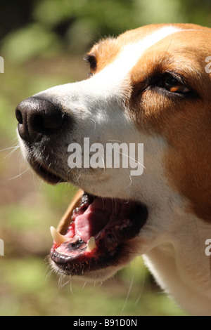 Dog teeth close-up. Beagle teeth isolated on white background. Problem ...
