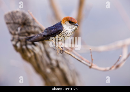 Greater Striped Swallow (Hirundo cucullata), sitting on a wooden fence ...