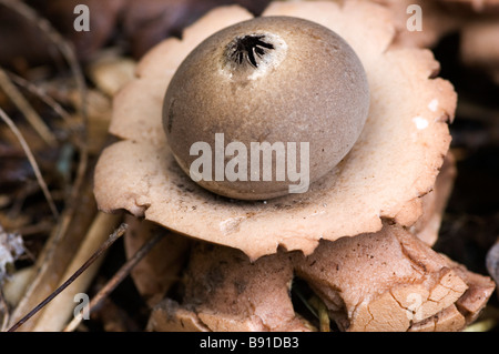 Common Earthstar fungi Geastrum triplex fruiting body, Potteric Carr ...