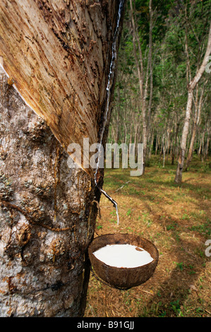 Rubber plantation, rubber production, rubber harvesting Stock Photo - Alamy