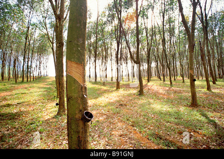 Rubber plantation, rubber production, rubber harvesting Stock Photo - Alamy
