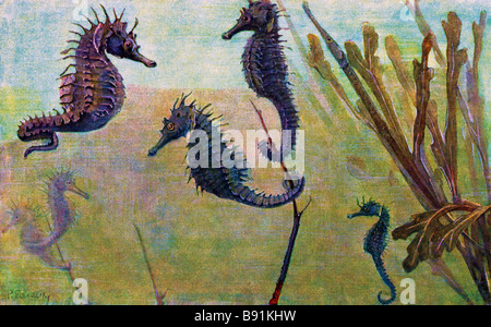 Seahorse and greater pipefish Stock Photo - Alamy