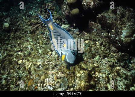 Sohal surgeonfish (Acanthurus sohal). This fish has a very sharp spike ...