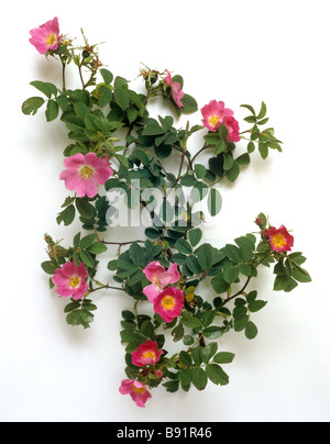 Rosa sherardii (also called Downy Dog Rose) flower parts Stock Photo ...