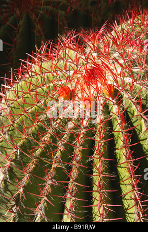 Cactus with red flowers and quills Stock Photo - Alamy