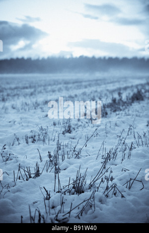 A snowy field Gotland Sweden Stock Photo - Alamy