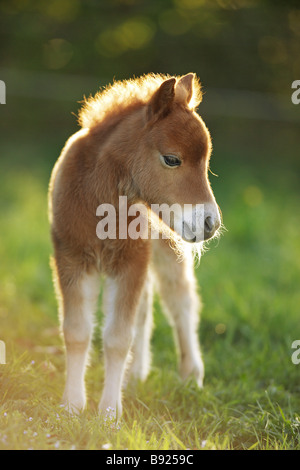 Mini Shetland Pony foals Stock Photo - Alamy