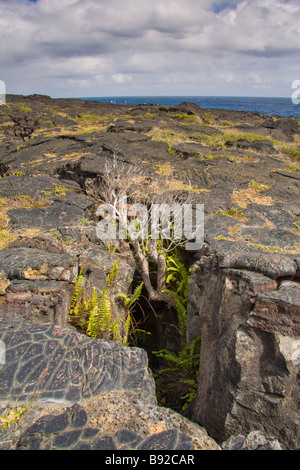 Chain of Craters Road in Hawaii Volcanoes National Park is vivid with ...