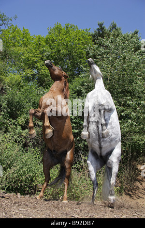 German Riding Ponies Stock Photo - Alamy