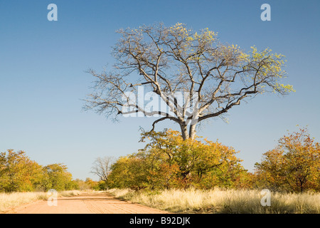 Mopane tree (Colophospermum mopane), Kruger National Park, South Stock ...