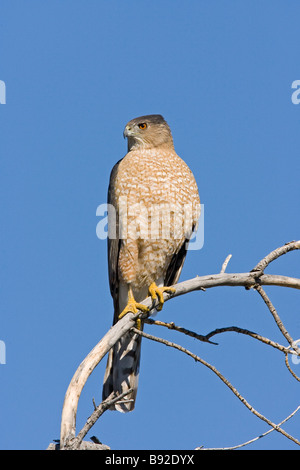 Cooper's hawk flight Stock Photo - Alamy
