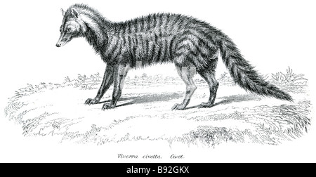 Civets are small, lithe-bodied, mostly arboreal mammals native to the ...