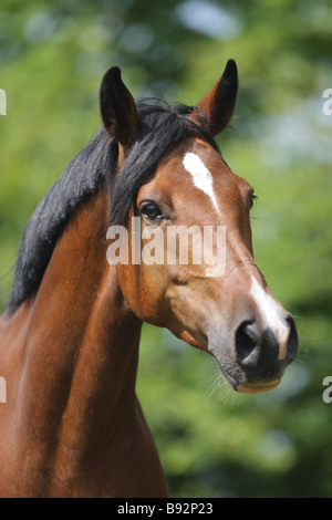 German Riding Pony Portrait Stock Photo - Alamy