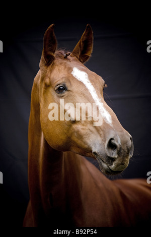 Oldenburger horse portrait Stock Photo - Alamy