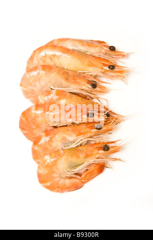 Crevettes cooked prawns shrimp isolated on a white studio background ...
