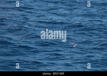 Flying Fish (Cheilopogon pinnatibarbatus melanocercus) New Zealand ...