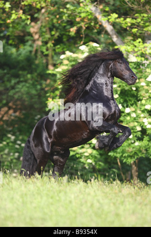 rising Friesian horse Stock Photo - Alamy
