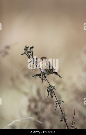 A lesser redpoll (Acanthis cabaret) on a branch at the RSPB Dearne ...